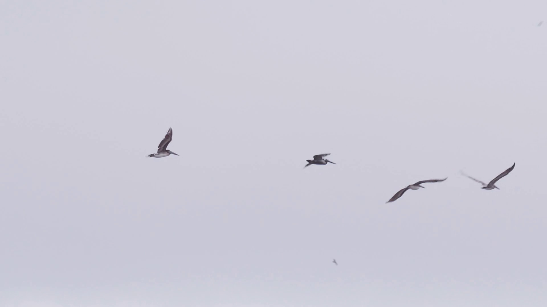 Video Of Wild Birds Flying Together Wild Stock Footage SBV-347631543 ...