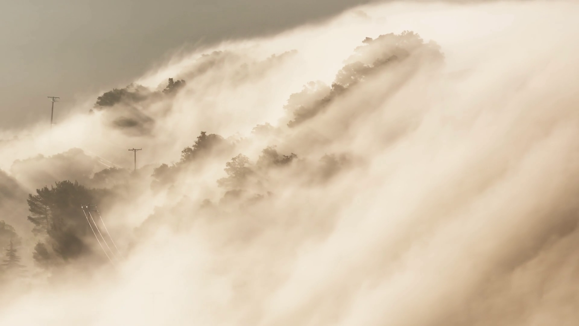 Magical Fog Floating Between Trees In Golden Stock Footage SBV ...