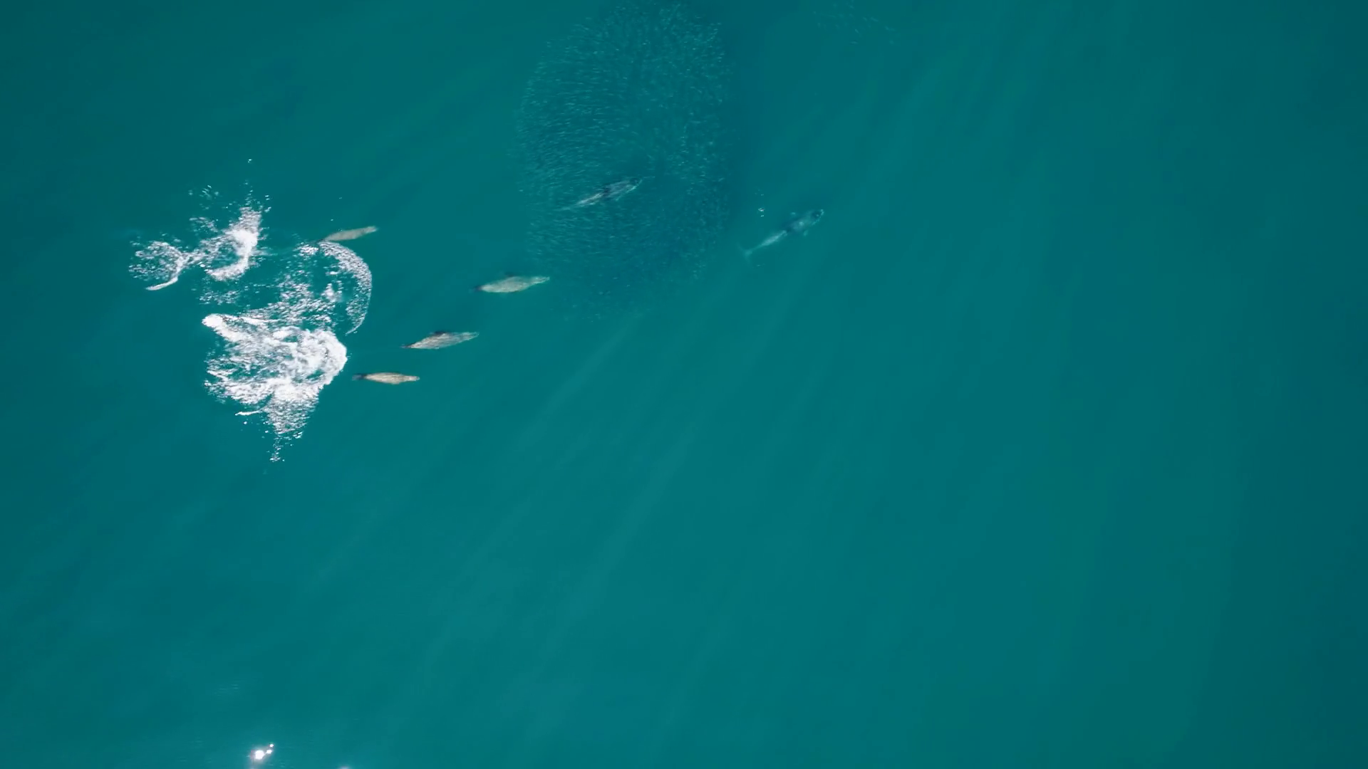 Sea Animals Swimming Diving Seeking Prey In Stock Footage SBV-347762708 ...