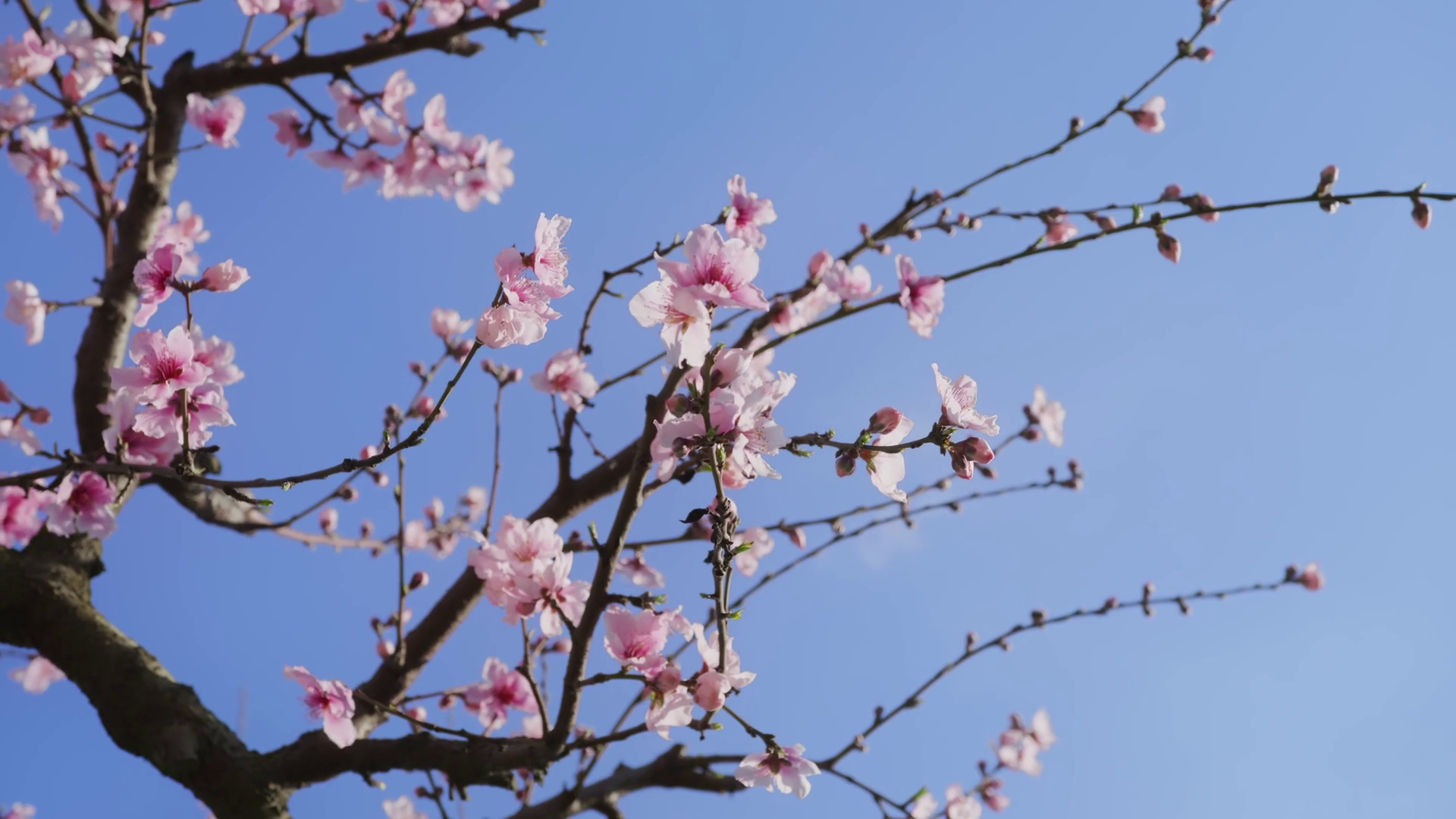 Close-up Of Bright-colored Almond Tree Stock Footage SBV-347769318 ...