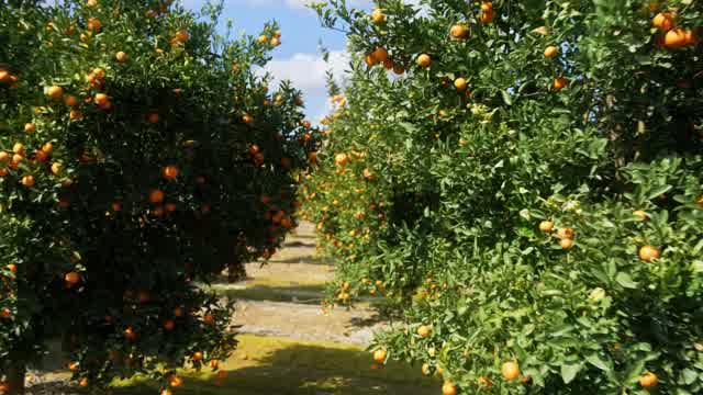 Mandarin Farm Stock Footage: Royalty-Free Video Clips - Storyblocks