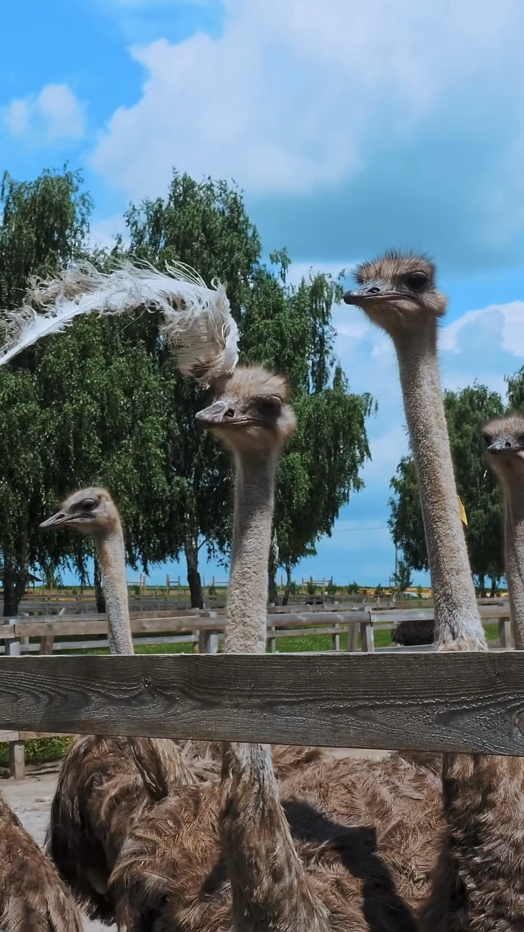 Ostrich Farm Man Plays With Ostriches Stock Footage SBV-353893621 ...