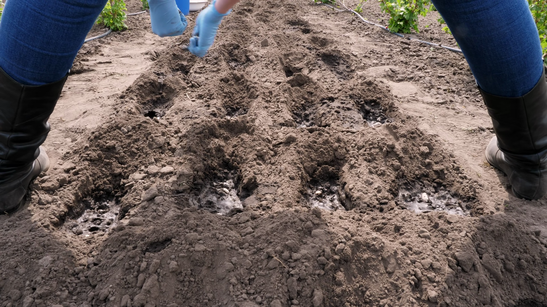 Back View Of Woman In Blue Gloves Planting Stock Footage SBV-353661646 ...