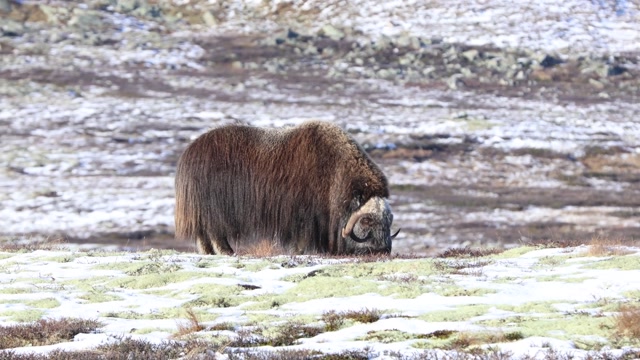 Woolly Mammoth Stock Footage: Royalty-Free Video Clips - Storyblocks