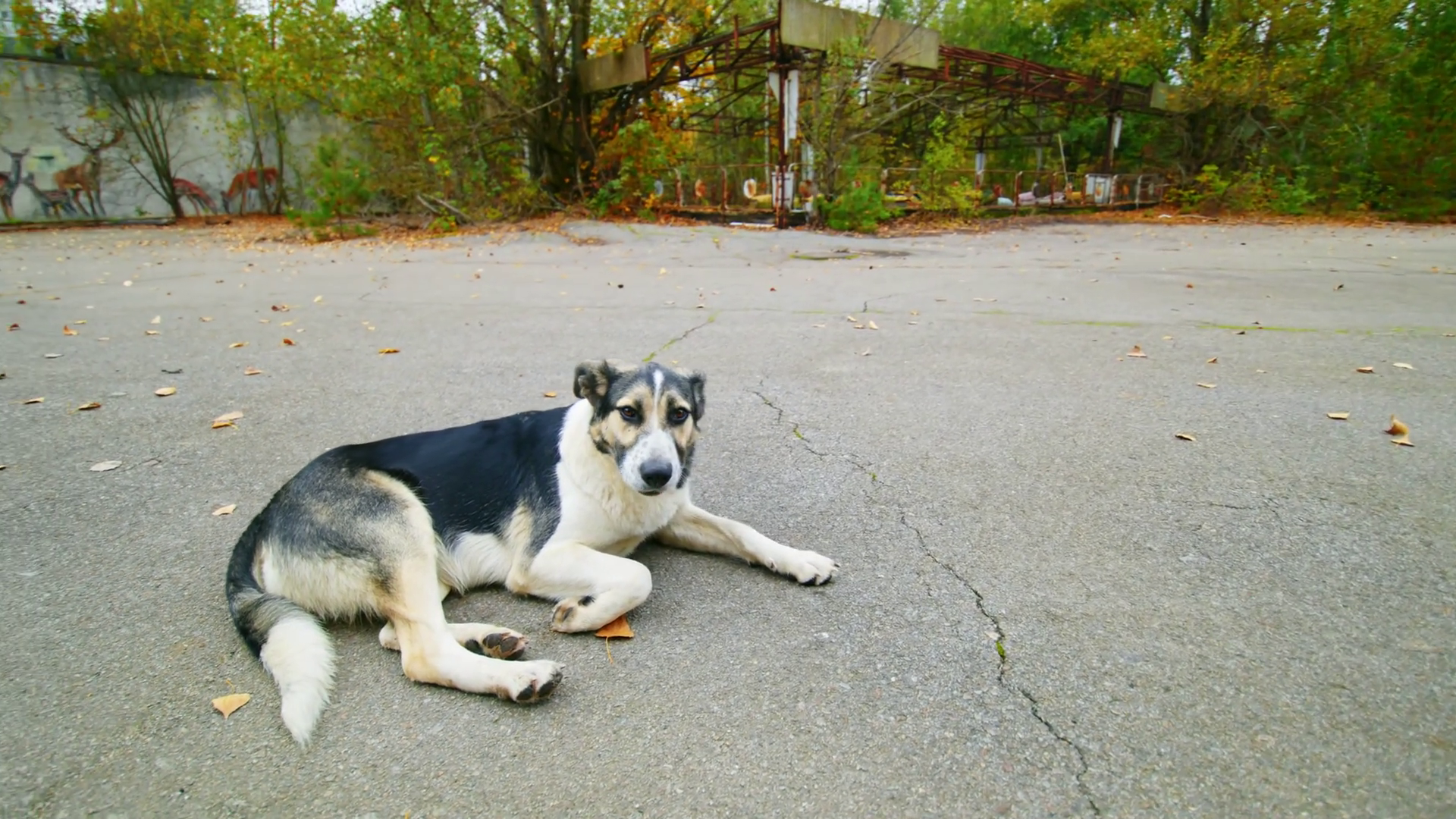 Chernobyl Dog In Pripyat Amusement Park Stock Footage SBV-352799918 ...