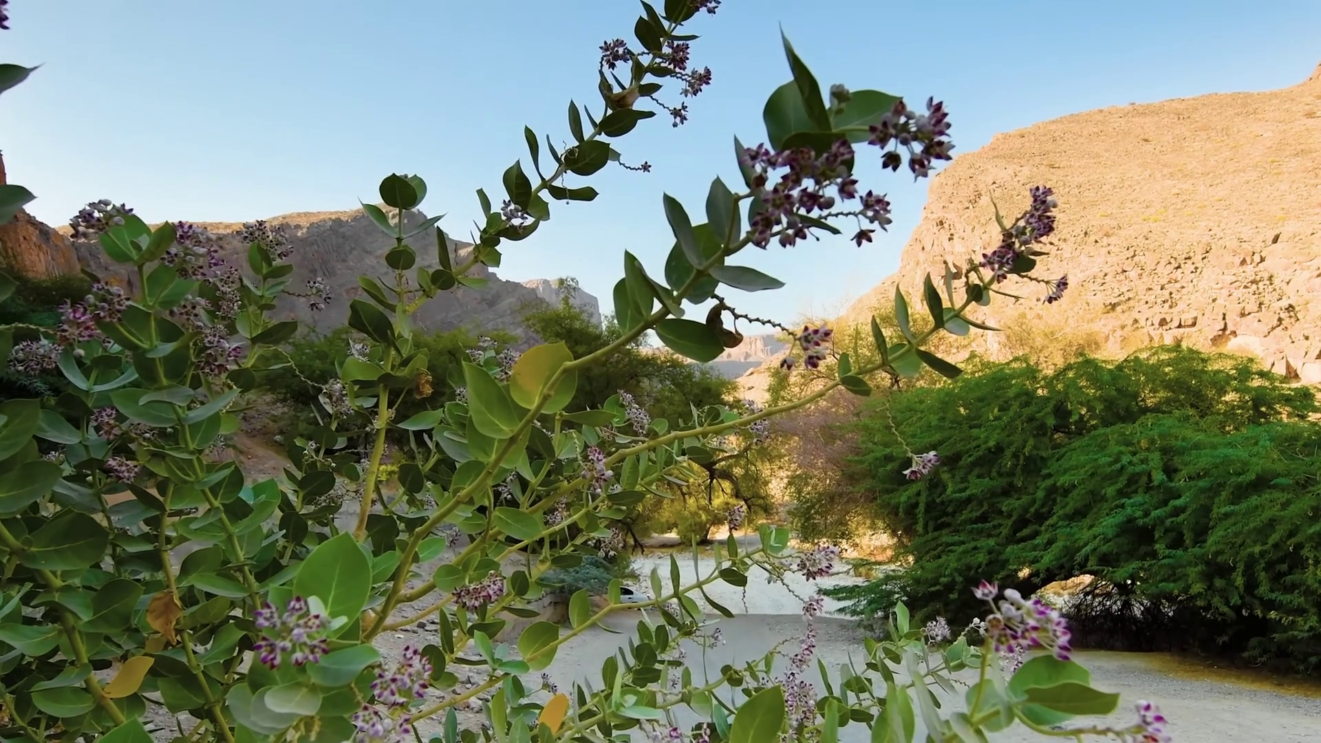 Oman Wadi Landscape With Desert Plants Stock Footage SBV-352932675 ...