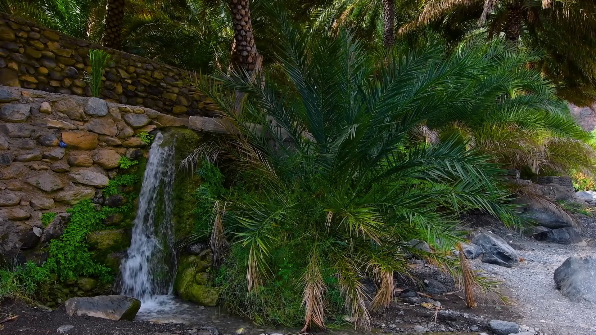 Footage Of Small Waterfall Palm Trees In Stock Footage SBV-352934384 ...