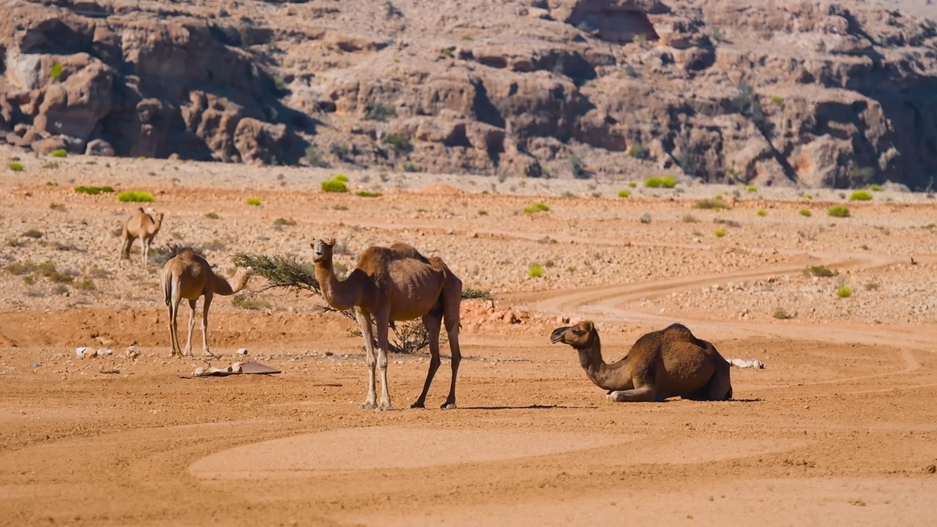 A Group Of Dromedary Camels In Vast Desert Stock Footage SBV-352933571 ...