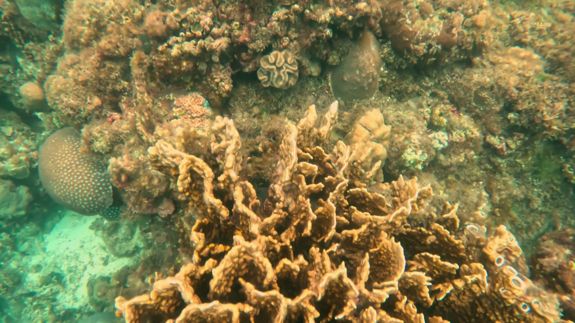 Hard Coral Structure With Giant Clam Stock Footage SBV-352003394 ...
