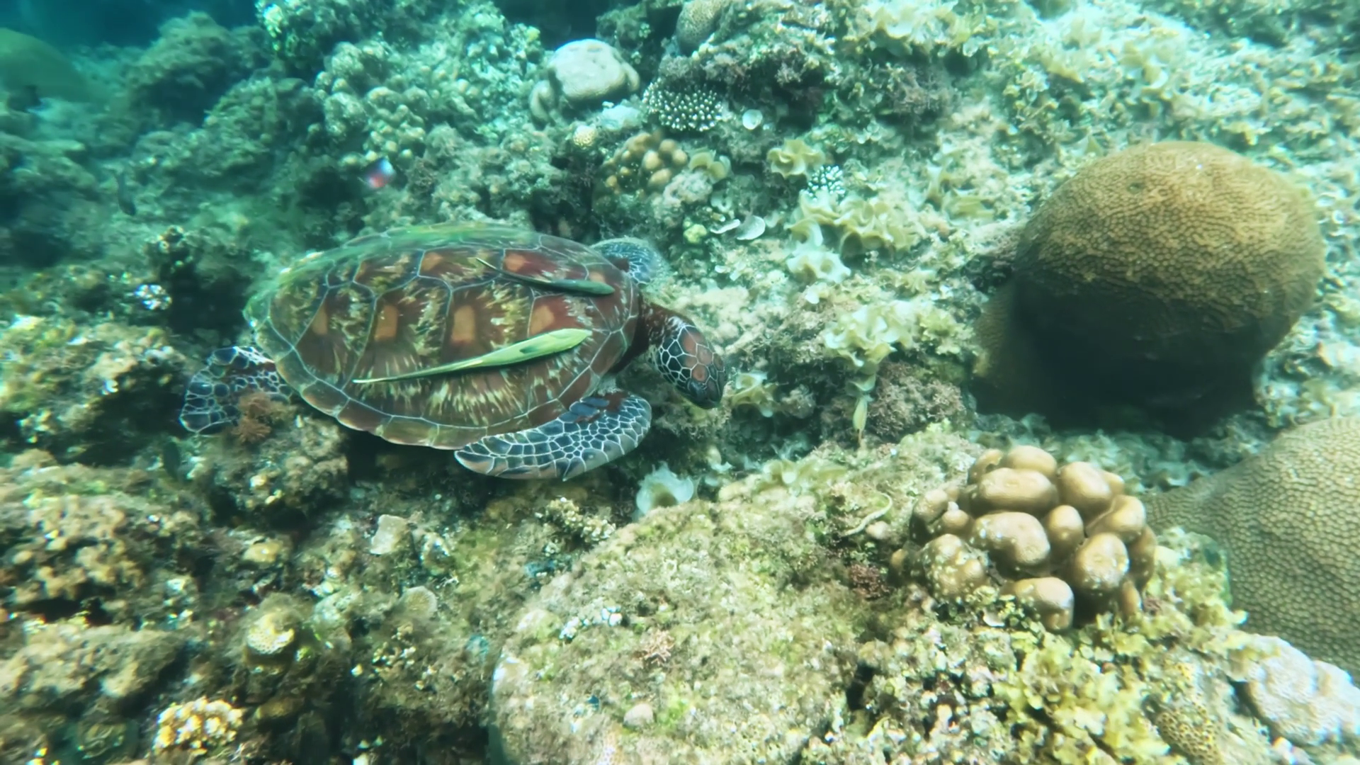 Endangered Sea Turtle With Patterned Shell Stock Footage SBV-352056153 ...