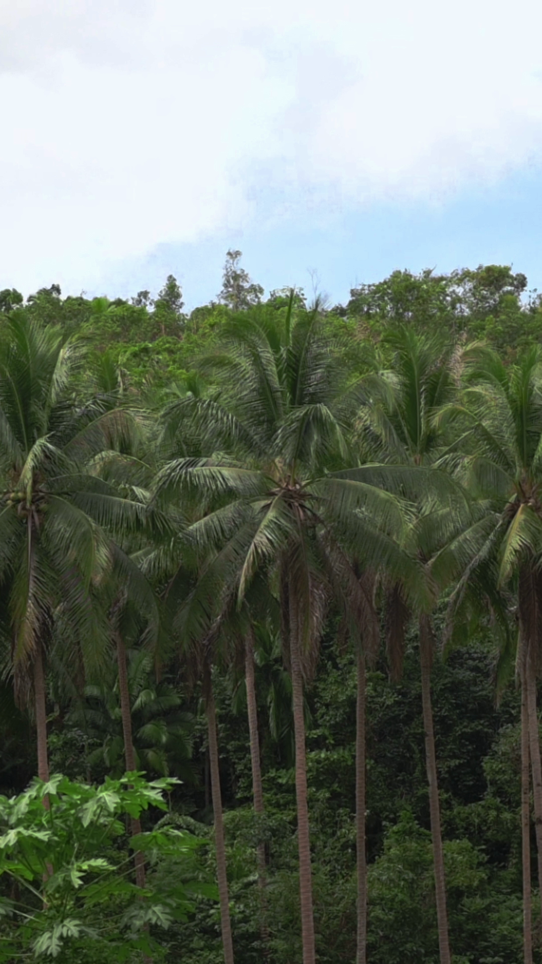 Vertical Screen Tropical Coconut Palm Forest Stock Footage SBV ...
