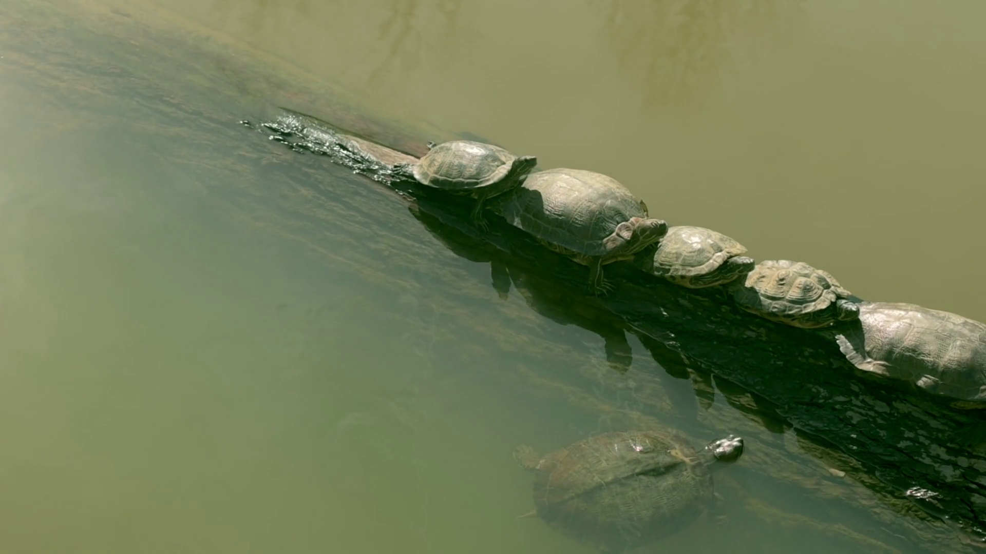 Several Turtles Lined Up On Floating Log In Stock Footage SBV-351992964 ...