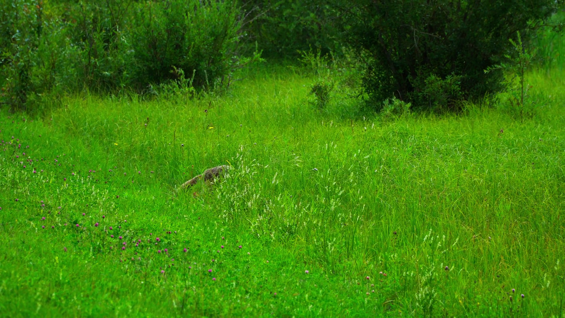 Morning Wildlife Scene With Young Coyote In Stock Footage SBV-352582280 ...