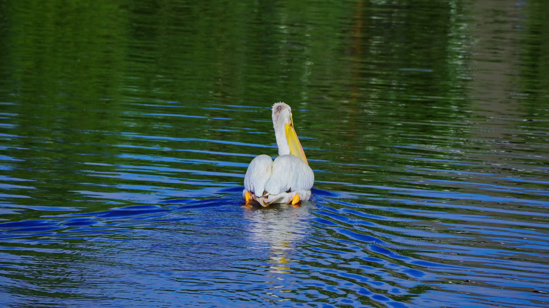 Pelican Wildlife Scene In Summer Lake Stock Footage SBV-352740398 ...