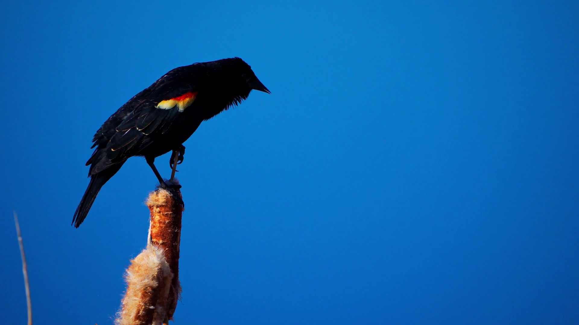 Male Sargent Bird Searching Food On Stock Footage SBV-352090394 ...