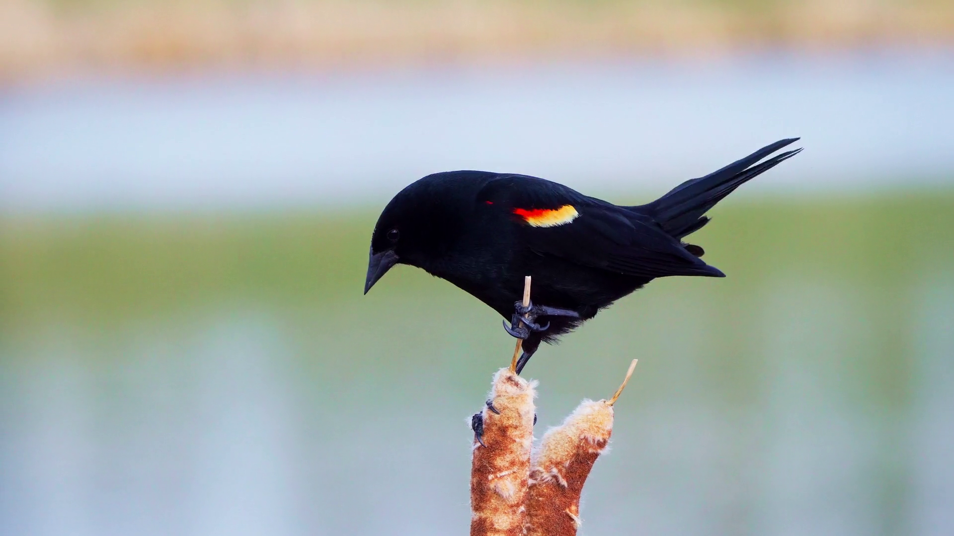 Male Sargent Bird Searching Food On Stock Footage SBV-352090403 ...