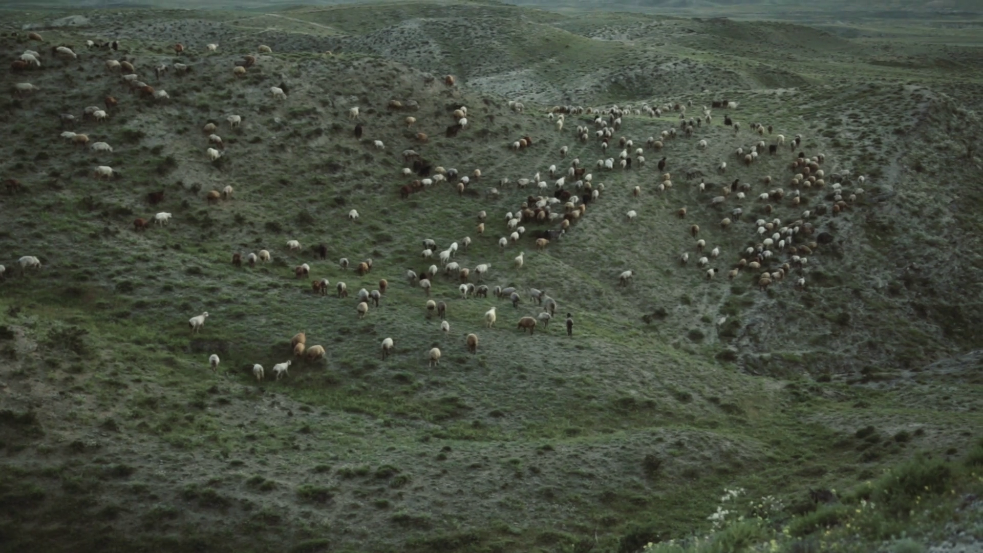 Flock Of Sheared Sheep Moving In Mountains Stock Footage SBV-308137734 ...