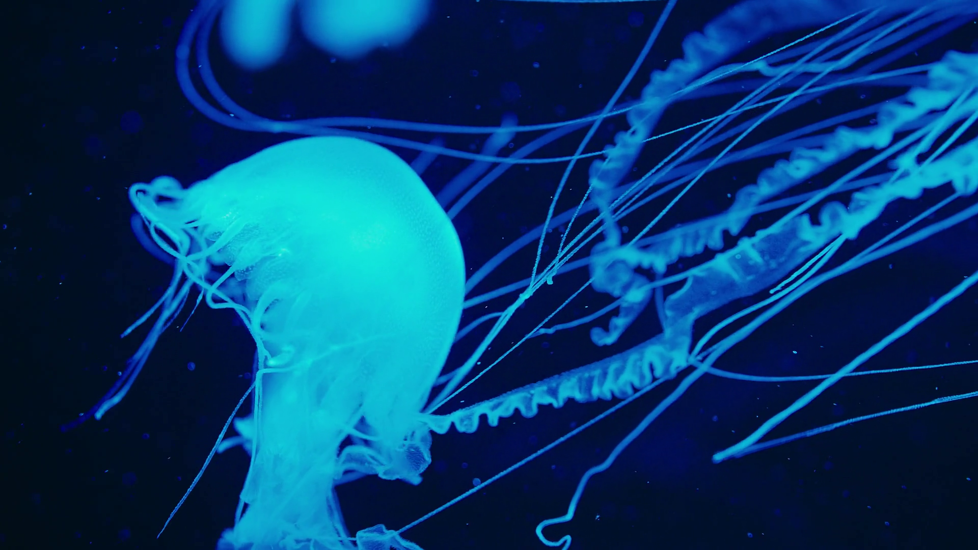 Authentic Shot Of Jellyfish Free Swimming In Stock Footage SBV ...