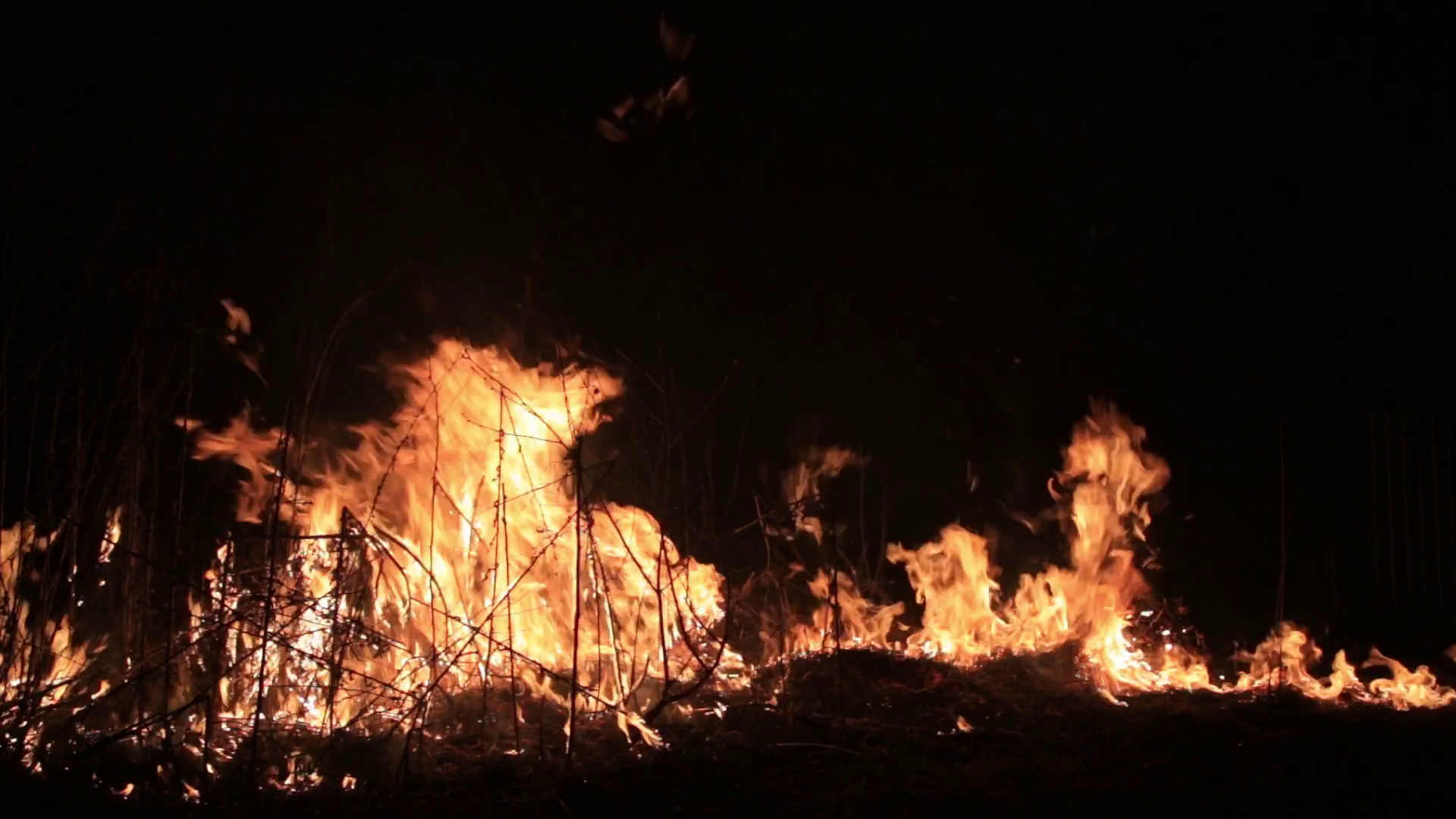 Forest burns out of control night. Flame burning on grass in ...