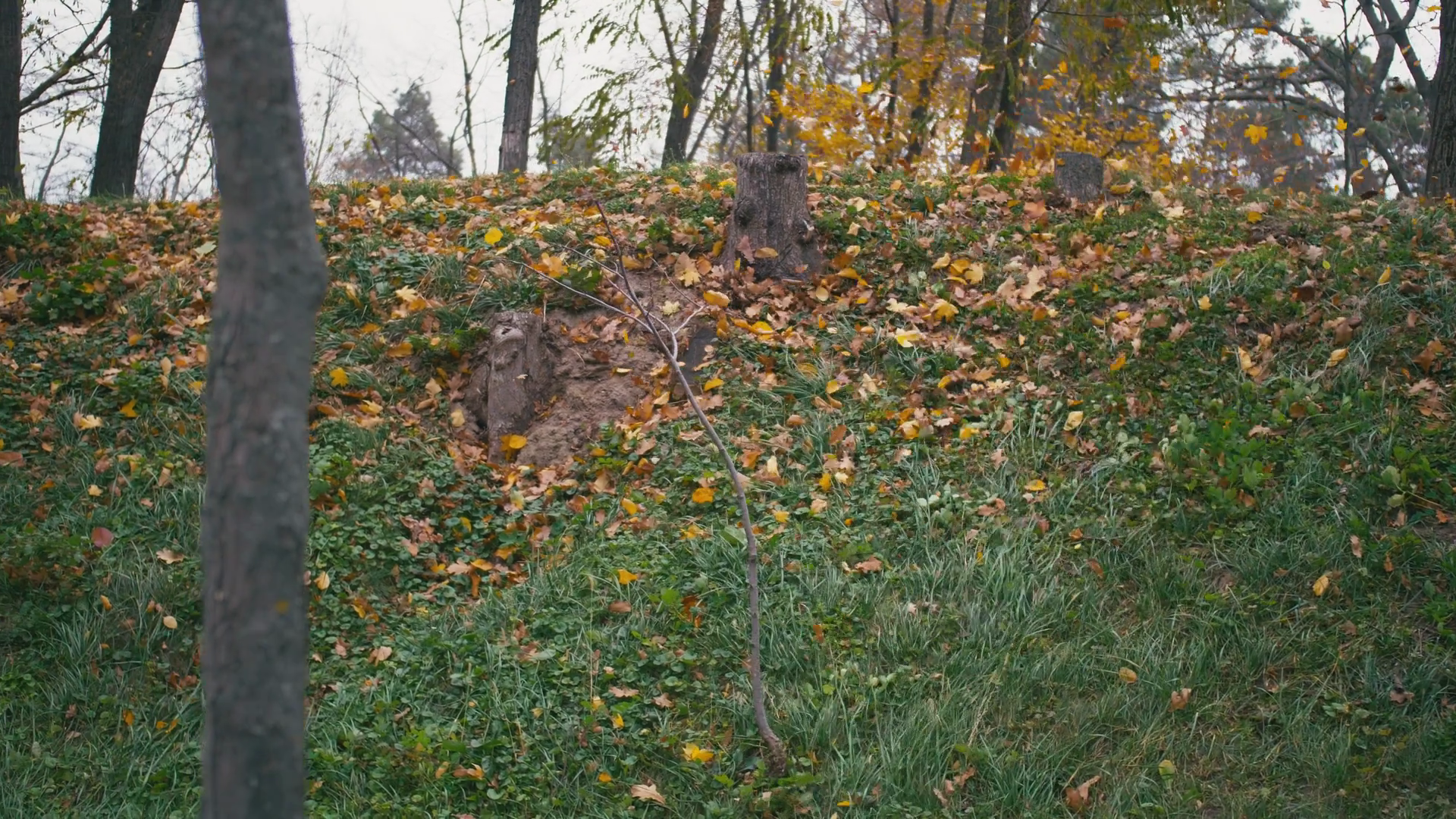 Wind Scatters Leaves On Ground Strong Wind Stock Footage SBV-328898914 ...