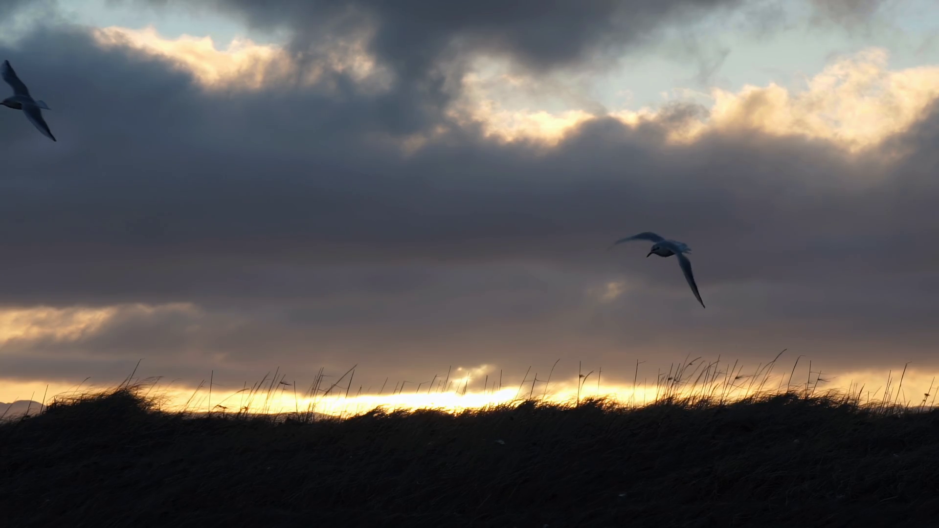 Seagull Raven Flying In Wind Slow Motion Stock Footage SBV-348363293 ...