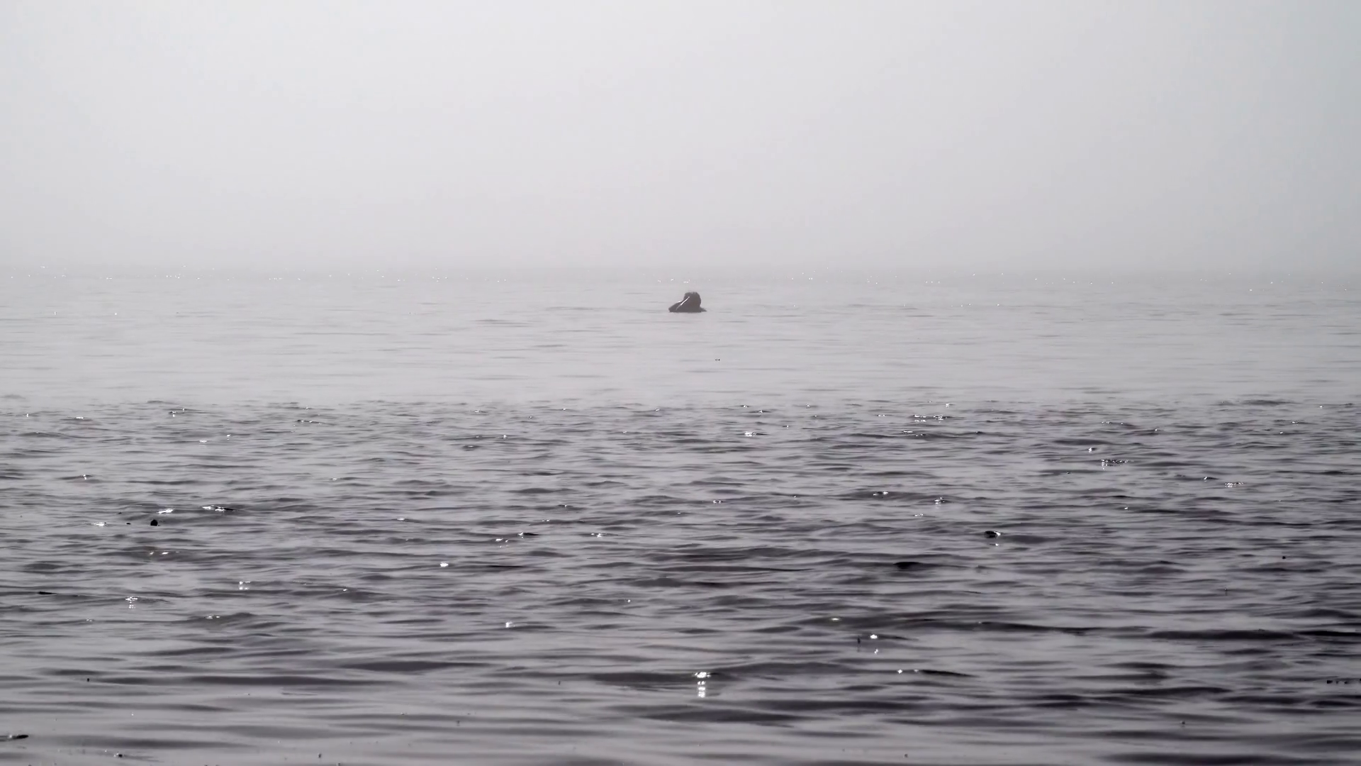 Ocean Swimmer In Thick Fog Near Reykjavik Stock Footage SBV-348363815 ...