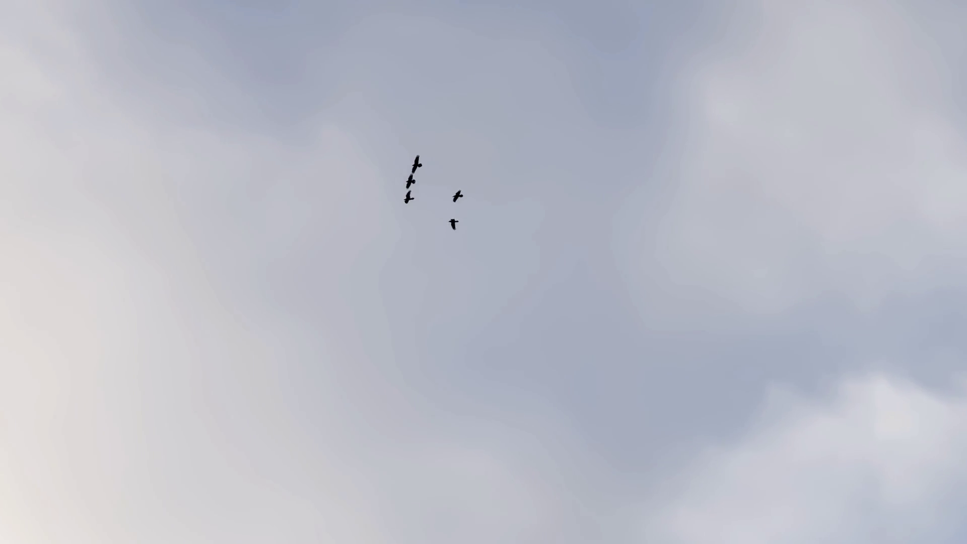 Raven Flock Flying Over Rugged Iceland Stock Footage SBV-348868998 ...