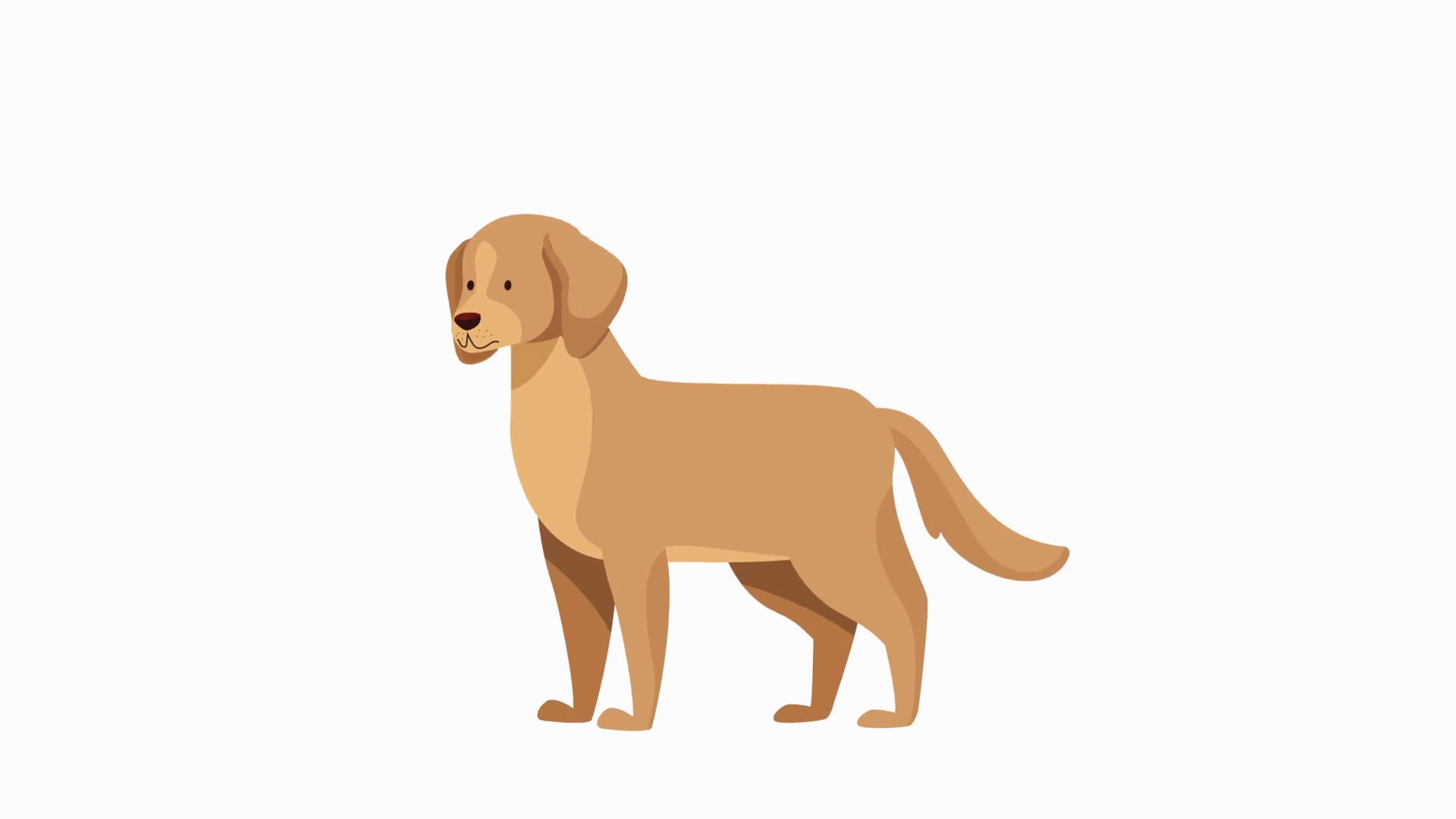 Golden Retriever Dog Mascot Animation Stock Motion Graphics SBV ...