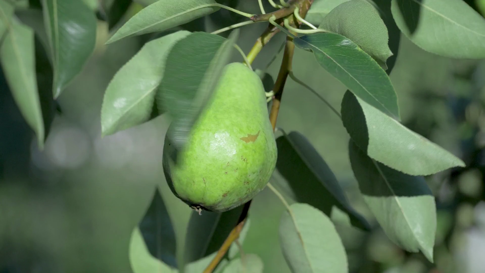 Agrarian Touching Green Red Pear In Sunlight Stock Footage SBV ...