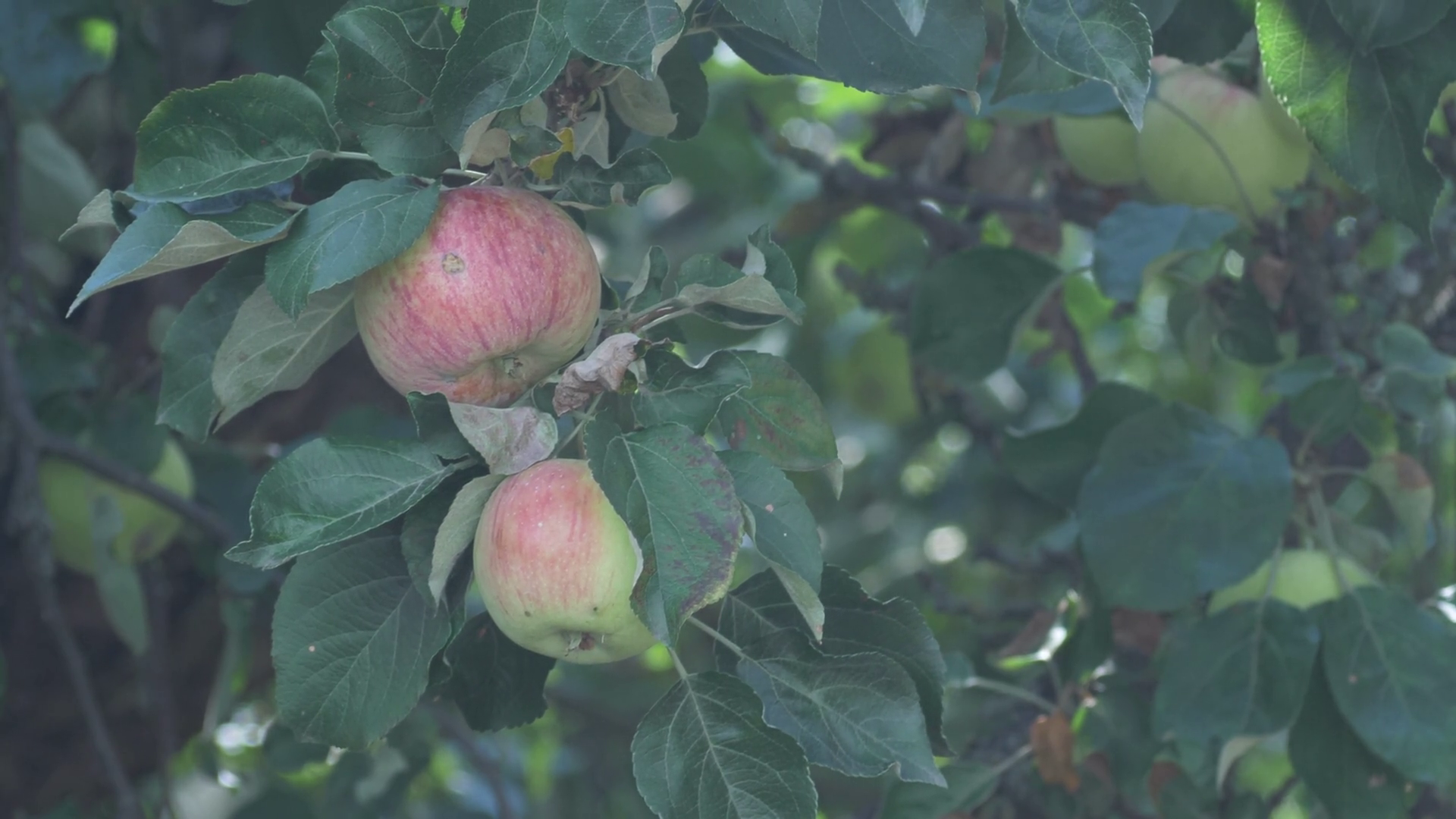 Bright Apples With Green Red Shades Hanging Stock Footage SBV-353294781 ...