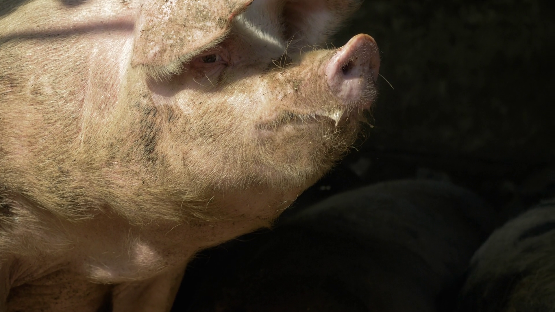 Pig Is Sitting On Side In Cosy Corner Of Stock Footage SBV-351829030 ...