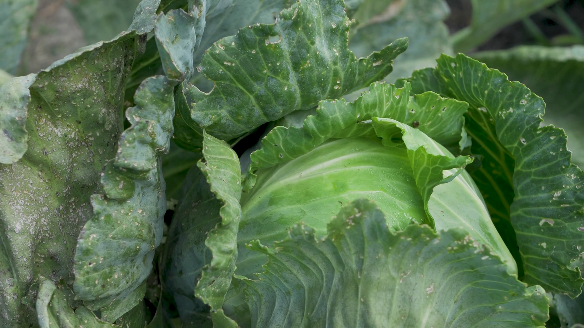 Large Green Cabbage Leaves Wrap Around Stock Footage SBV-352763586 ...