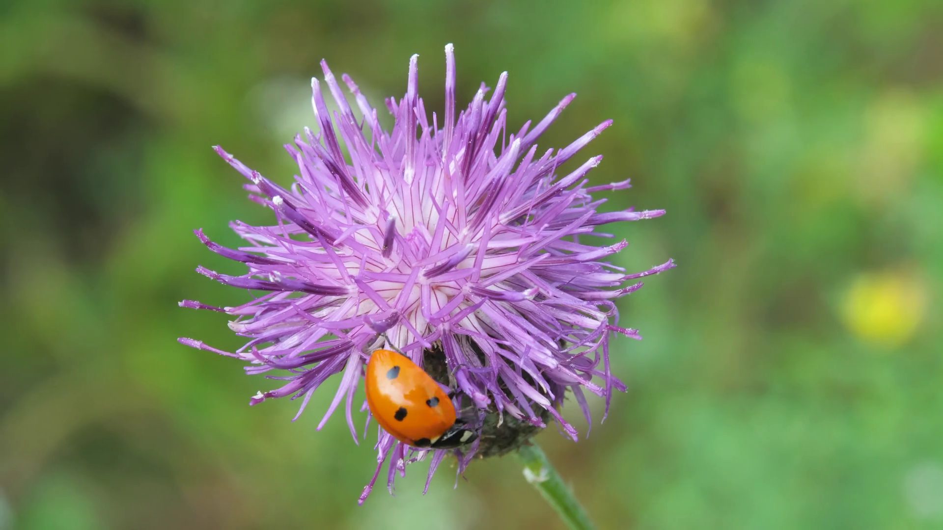 Red Spotted Ladybug Crawls On Purple Flower Stock Footage SBV-347693348 ...