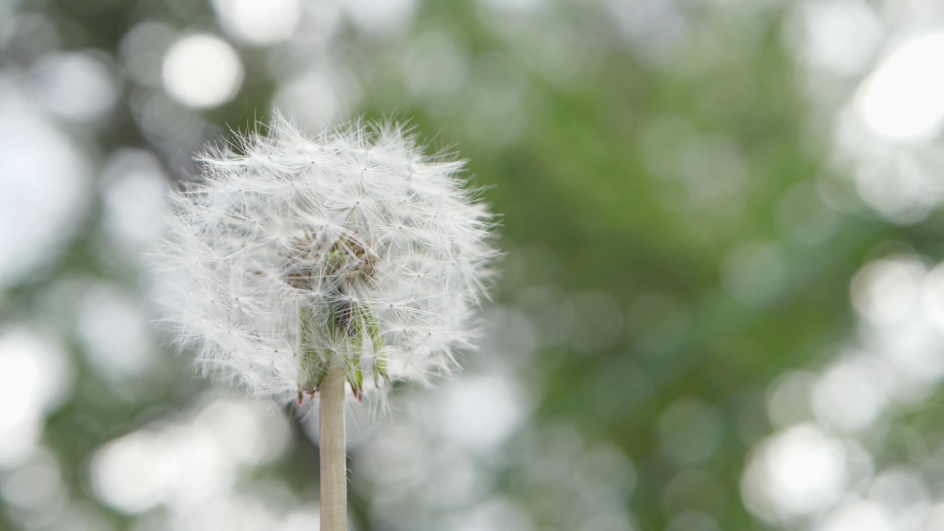 Fluffy Delicate Dandelion Seeds On Blurred Stock Footage SBV-347803936 ...