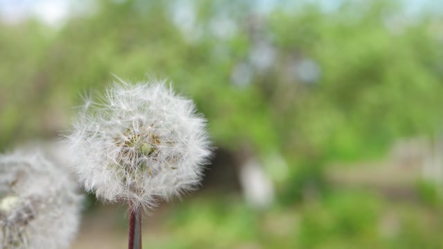 Flowers Blowing In Wind Stock Footage: Royalty-Free Video Clips ...