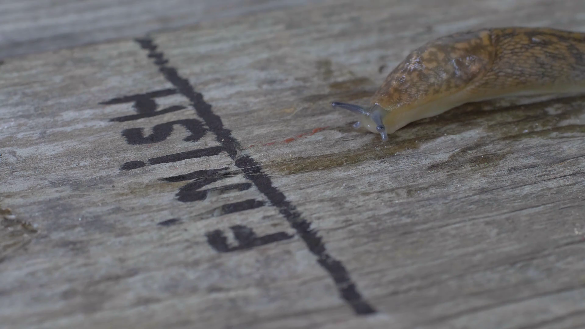 Alone Snail Cross Finish Line Winner Concept Stock Footage SBV ...