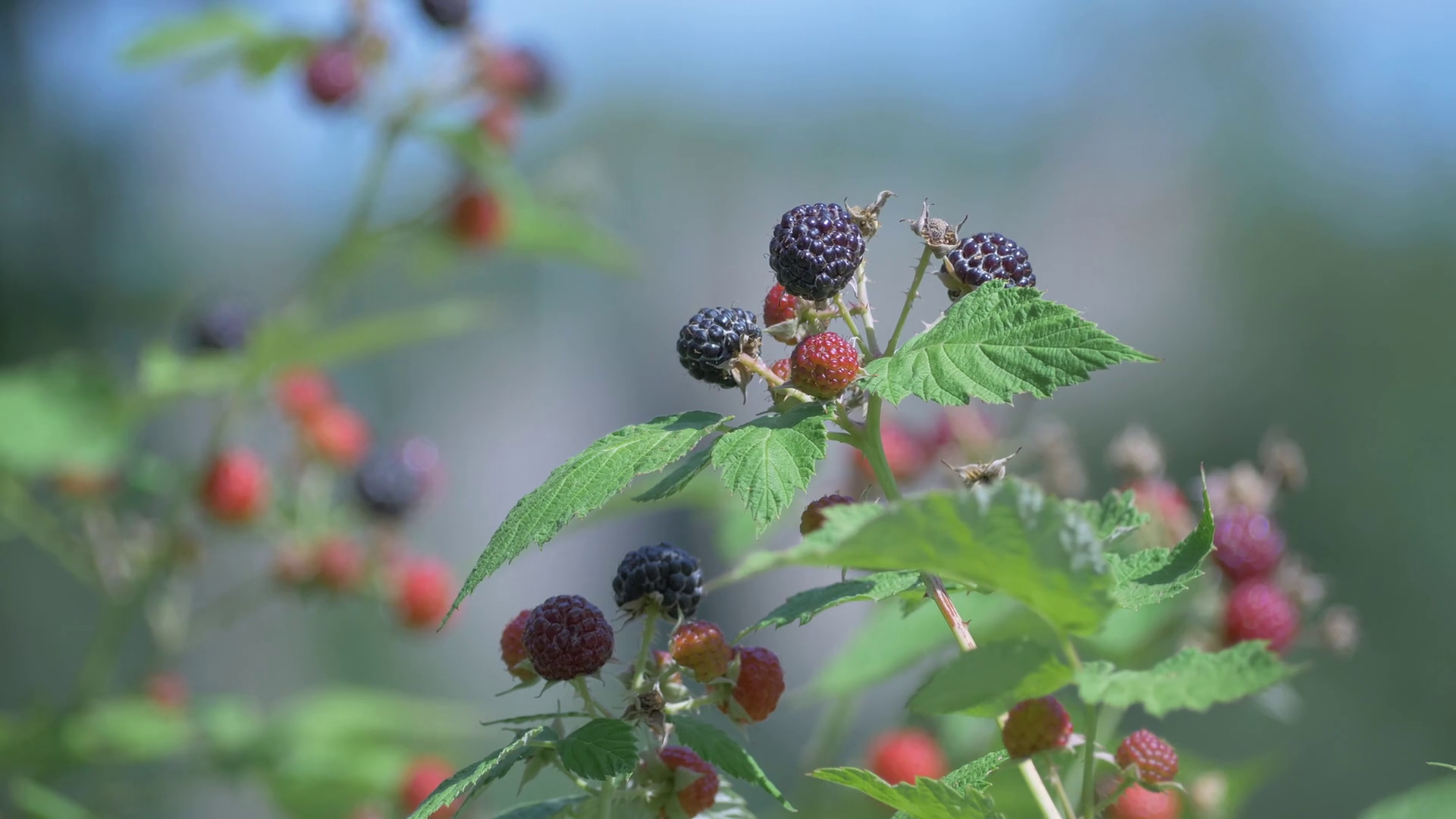 Ripe Blackberries Are Swaying Gently In Stock Footage SBV-348856039 ...
