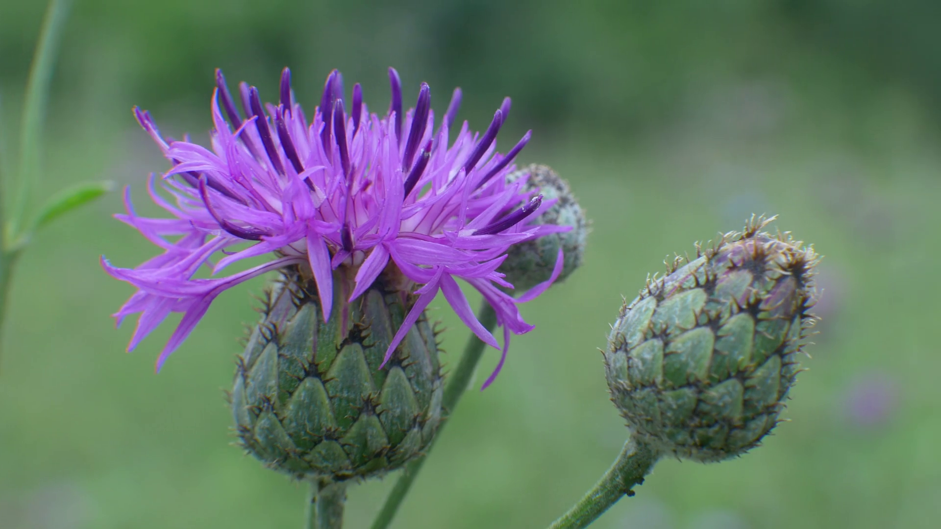 Carduus Crispus Curly Plumeless Thistle Stock Footage SBV-336677828 ...