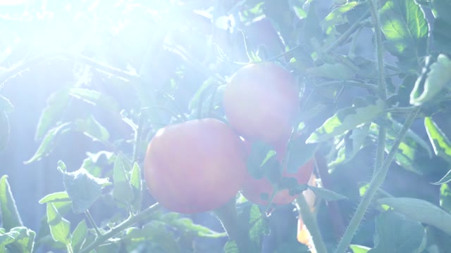 Tomato Field Sun Stock Footage: Royalty-Free Video Clips - Storyblocks