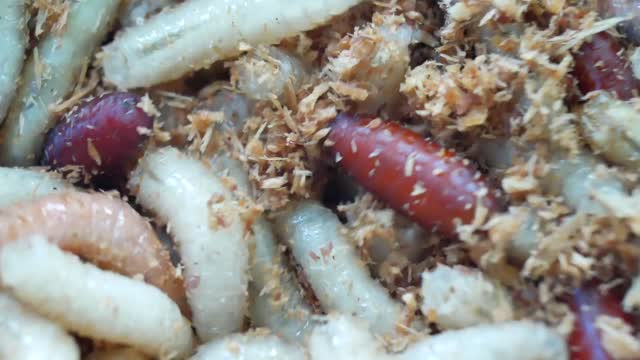 Maggots Stock Footage: Royalty-Free Video Clips - Storyblocks
