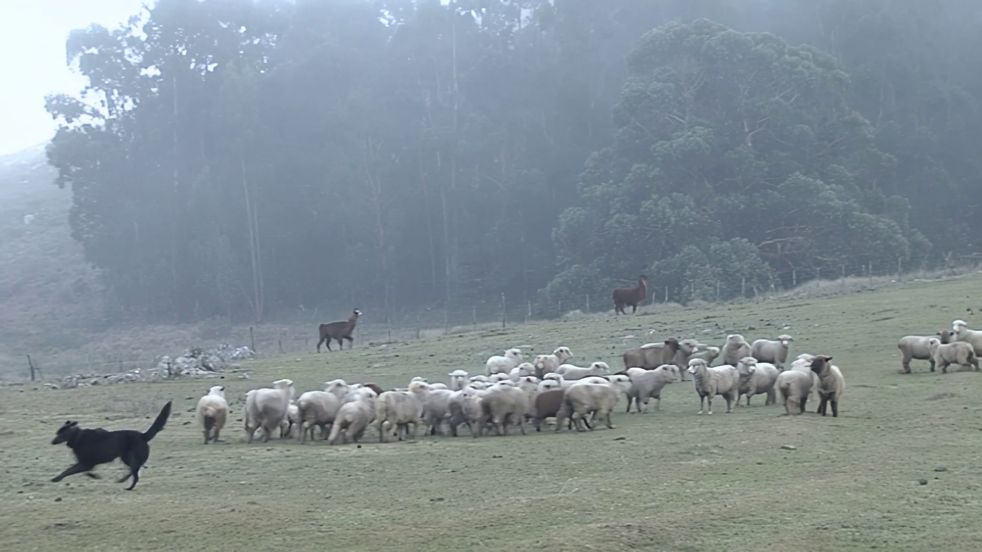 Herding Dog Gathering Sheep In Foggy Pasture Stock Footage SBV ...