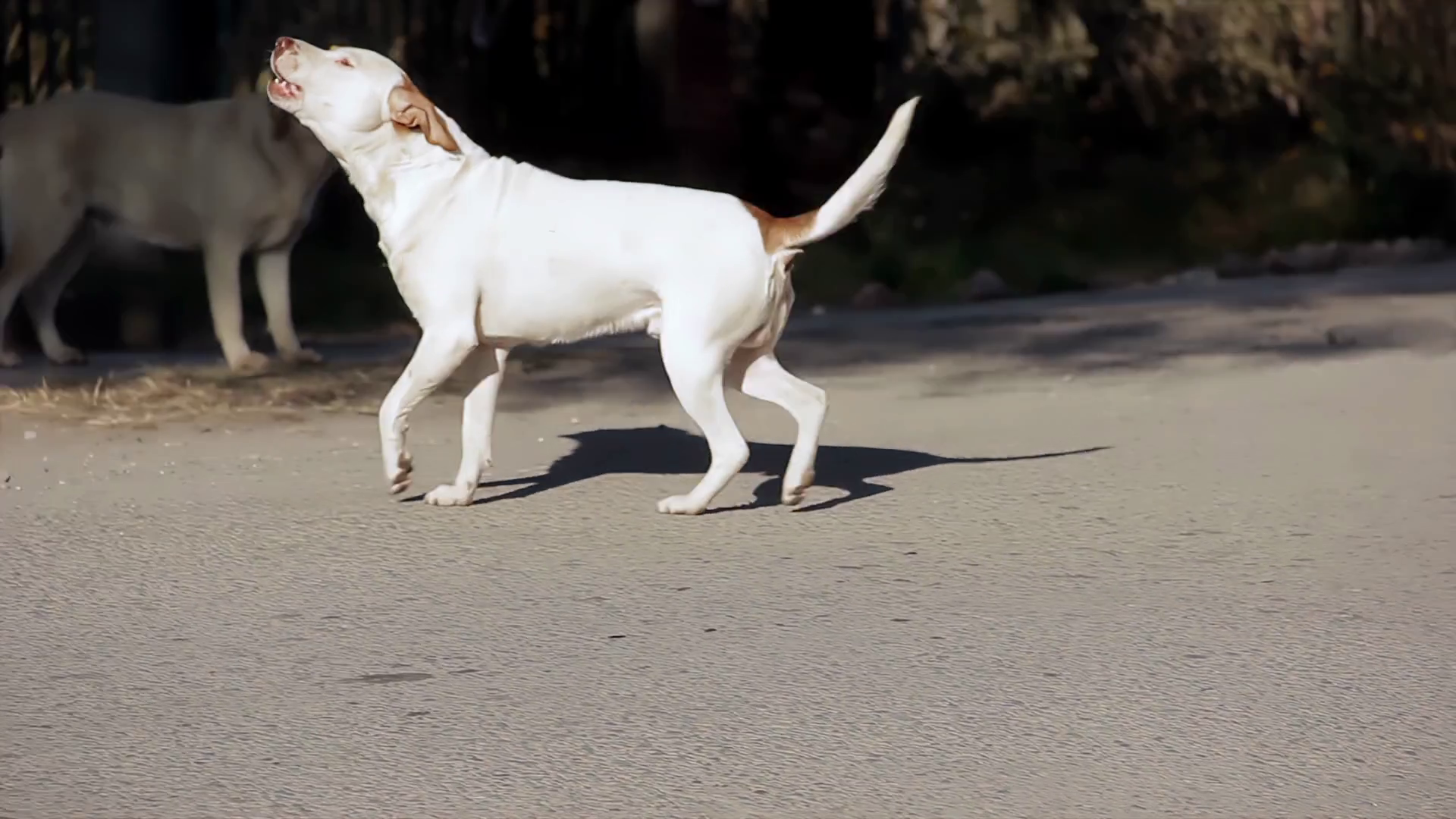 Stray Dog Barking At Camera Crossing Street Stock Footage SBV-352232670 ...