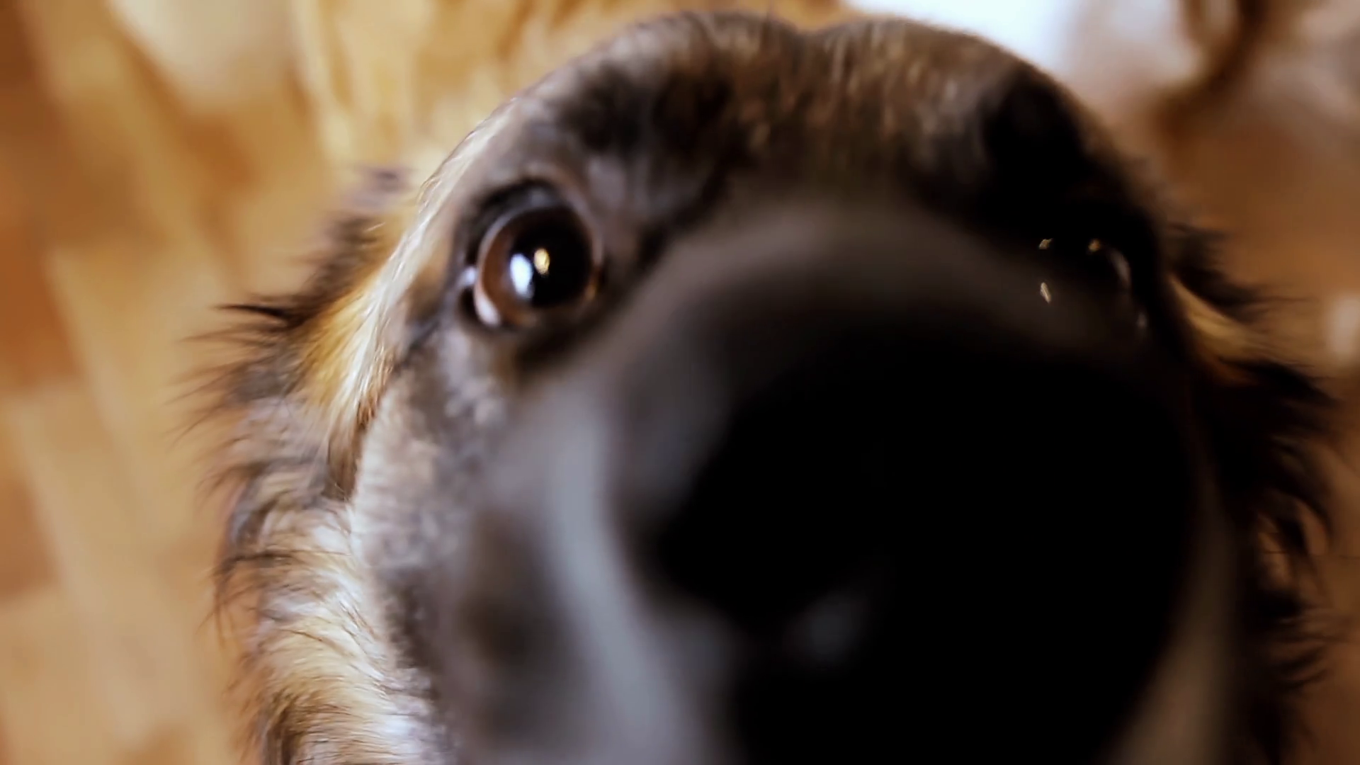Close-up Of Curious Puppy Sniffing Camera Stock Footage SBV-352027078 ...