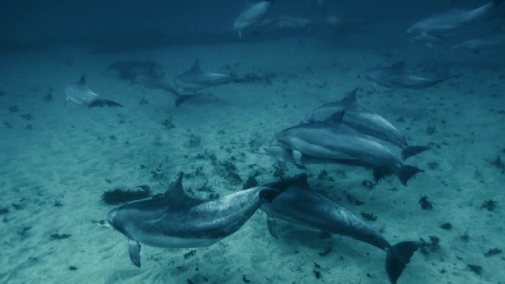 Slow Motion Dolphins Spinning Underwater Stock Footage SBV-351703979 ...
