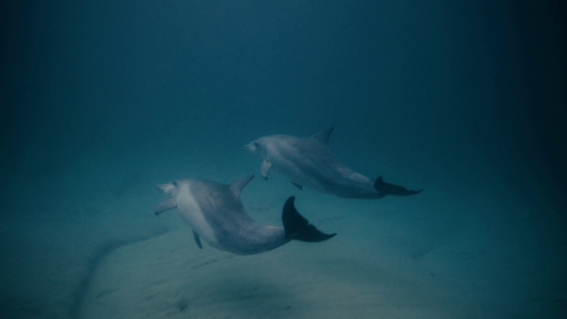 Slow Motion Dolphins Spinning Gracefully Stock Footage SBV-351704023 ...