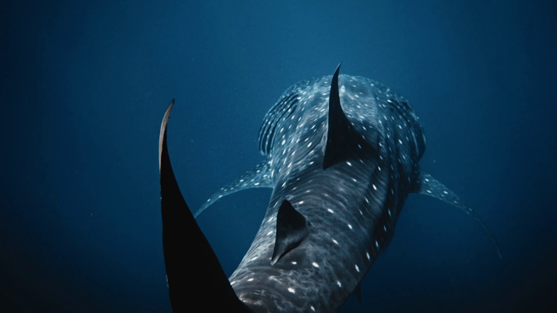 Whale Shark Rear Top View Of Dorsal Tail Fin Stock Footage SBV ...