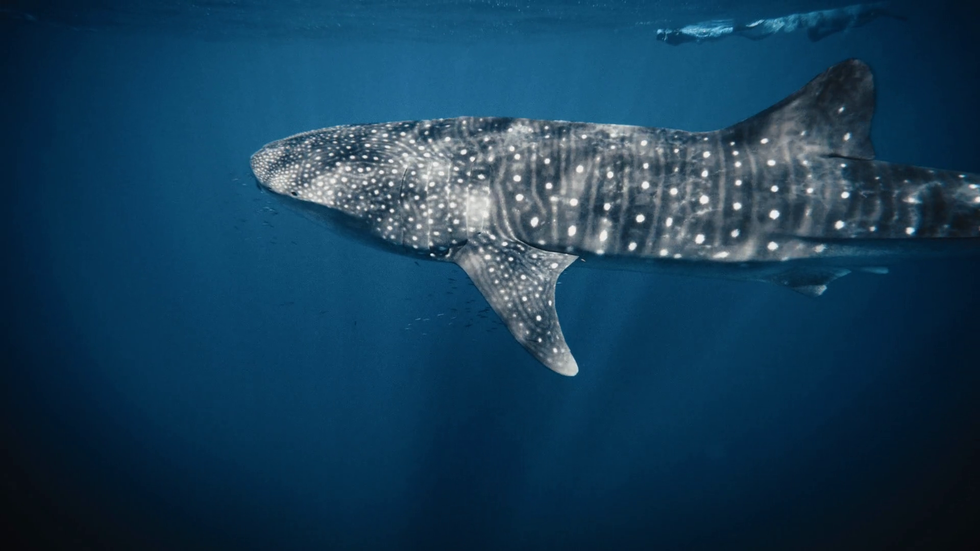 Sideview Of Whale Shark Swimming To Surface Stock Footage SBV-349382332 ...