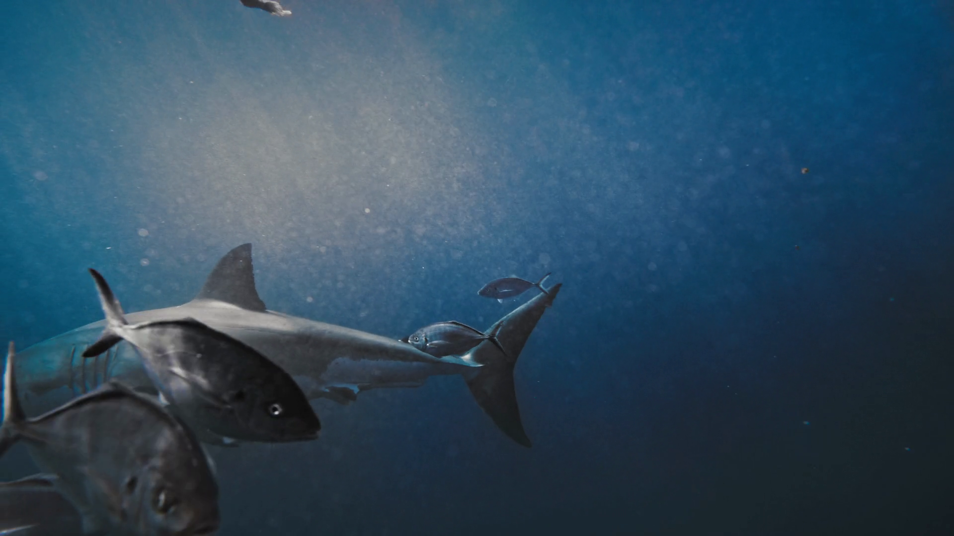 Great White Shark Swims In Slow Motion Light Stock Footage SBV ...