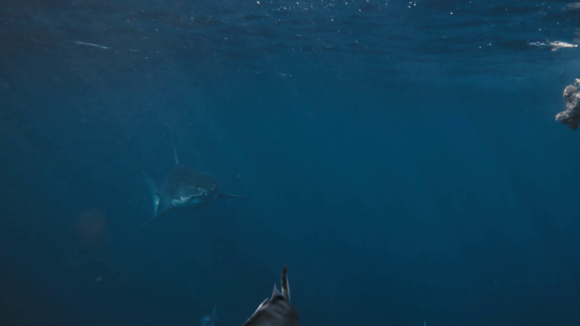 Great White Shark Glides Through Sunlit Blue Stock Footage SBV ...