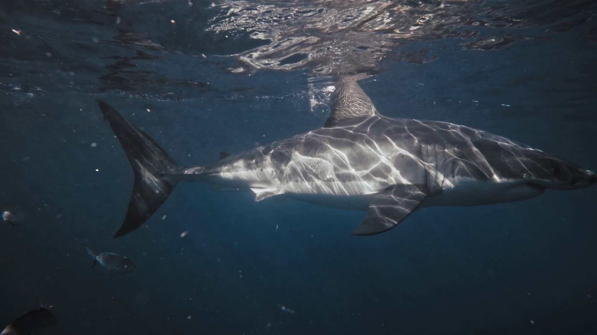 Great White Shark Surfaces With Sparkling Stock Footage SBV-351975329 ...